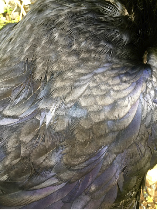 Selkie Press Stories