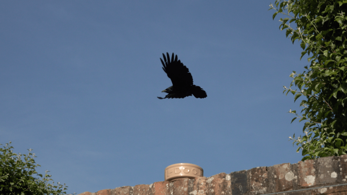 Birds of Firle: How To Tame a Crow by Charlie Gilmour