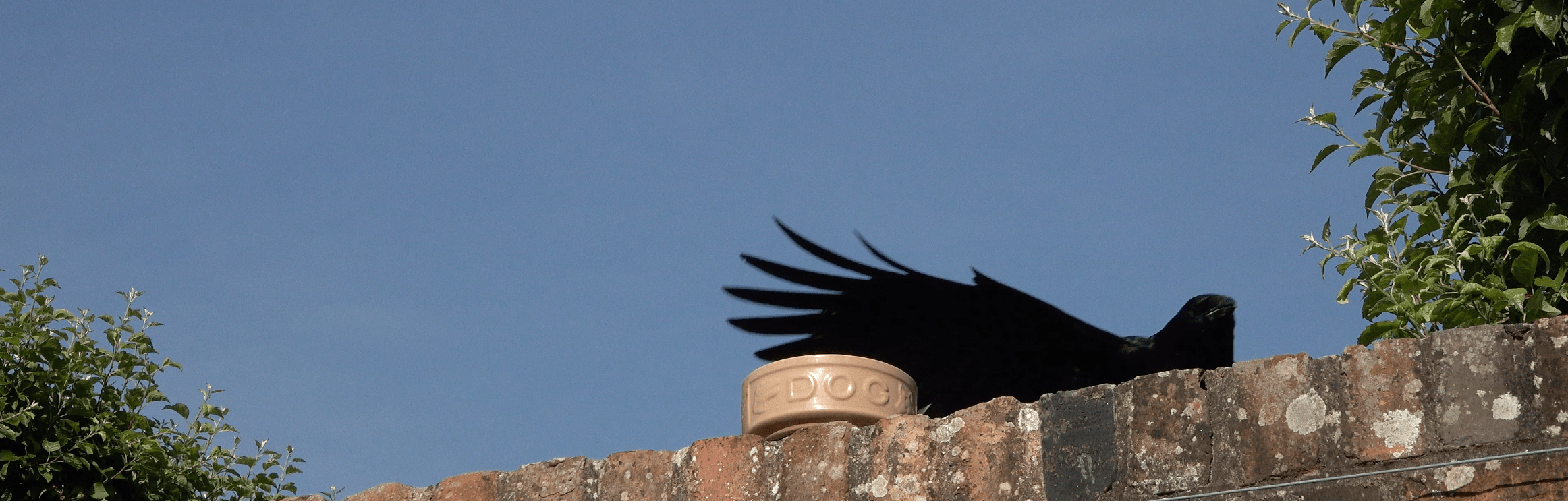 Birds of Firle: How To Tame a Crow by Charlie Gilmour